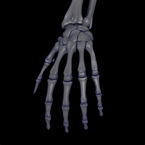 Rigged Skeleton Skeletal System Skeleton Rig 3d Model Rigged Cgtrader