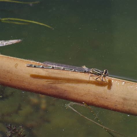 Familiar Bluet Damselfly On Behance