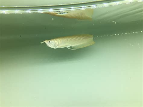 白子招财龙好养吗 红眼白子招财龙怎样养 白子招财龙鱼的寓意 第18页 大山谷图库