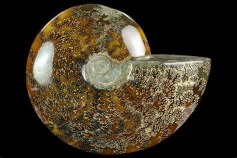 7 Polished Ammonite Cleoniceras Fossil Madagascar 127199 For