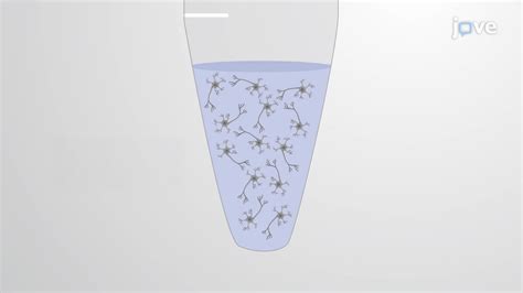 Video Measurement Of Multiple Mitochondrial Parameters In Neurons Using Flow Cytometry Experiment