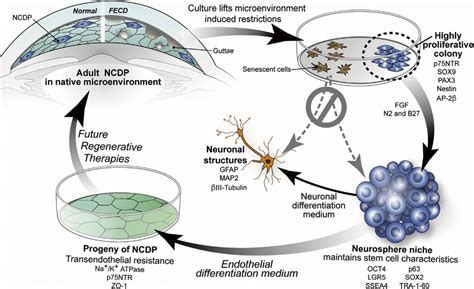 Diagram Of The Role Of The Adult Ncdps In Endothelial Cell Renewal