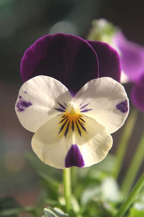 De Bloem Dichte Omhooggaand Van Het Viooltje Stock Foto Image Of