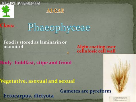 Ppt Algae Bryopytes Pteridophytes Gymnosperms And Angiosperms