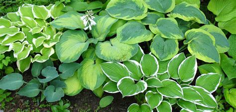 Сад Флоранс - Оформление заказа