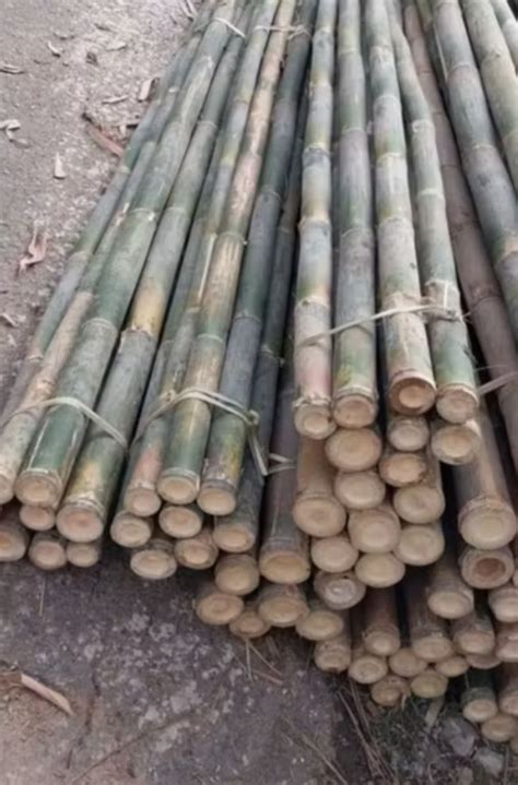 Siopen Hss Reyn Place Store Bambu