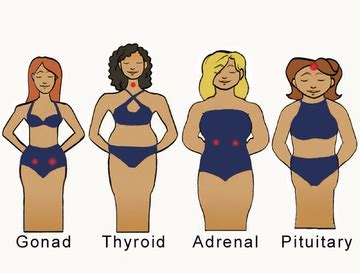 Women Body Types Female Body Types