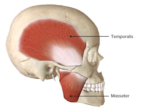 Jaw And Temporomandibular Joint Anatomy Concise Medical Knowledge