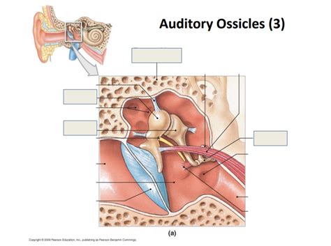 Auditory Ossicles Diagram Quizlet