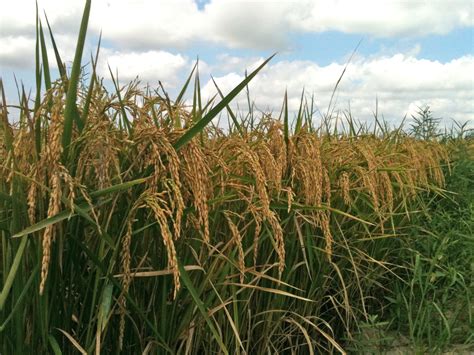 Tours Take A Tour Of Crystal Rice Heritage Farm