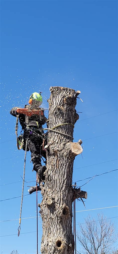 Apex Tree Service Great Falls Mt Tree Removal Experts