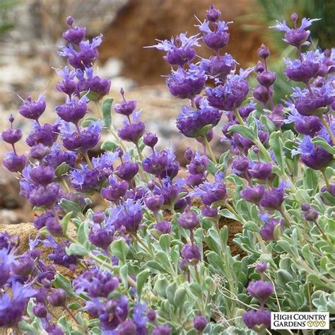 Sage Plant With Purple Flowers At Cheryl Lee Blog