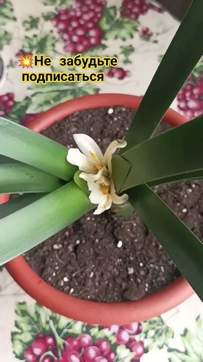 💛 Жёлтая Кливия зацветает кливия растения домашнеецветоводство цветыдлядома