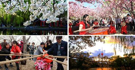 玉渊潭公园第29届樱花文化活动正式开幕 中国公园