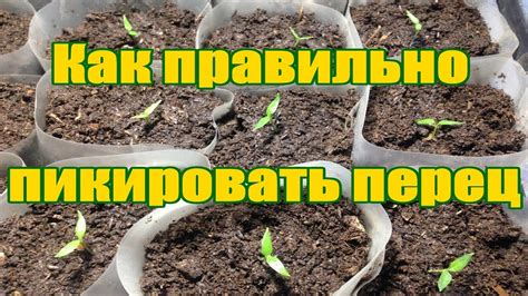 Выращивание рассады перца / часть 2 пикировка/ как правильно пикировать ...
