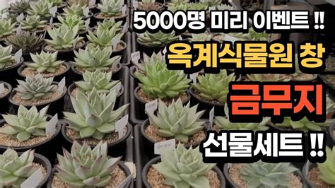 🎁 판매완료 5000명 미리 이벤트 옥계창 금무지 선물 세트🎁 Youtube
