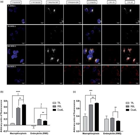Receptor Mediated Endocytosis And Macropinocytosis Evaluation To