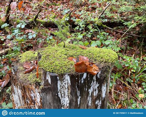A Conifer Grows In Another Tree Trunk With Green Moss Stock Image
