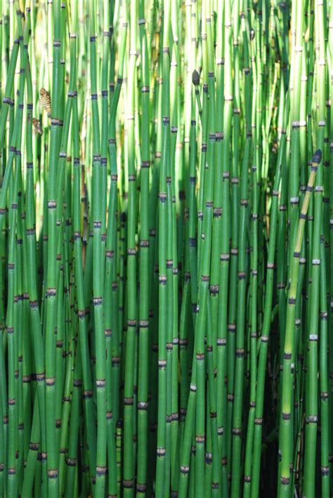 Horsetail Extract - The Formulator Shop