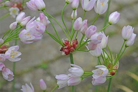 Allium roseum