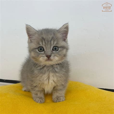 브리티시 숏헤어 분양 라미 퍼피댕 브리티쉬숏헤어분양
