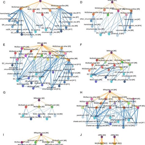 Combined Synaptic Desmosomal Graphs Of Motoneurons Download Scientific Diagram