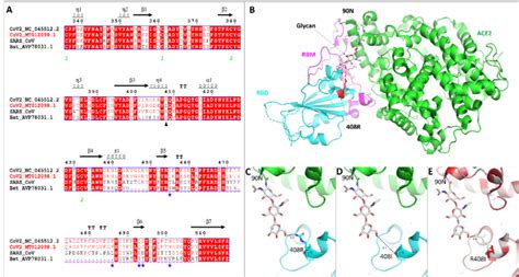 Sequence Alignment And Protein Structural Analyses Of The Mutation In
