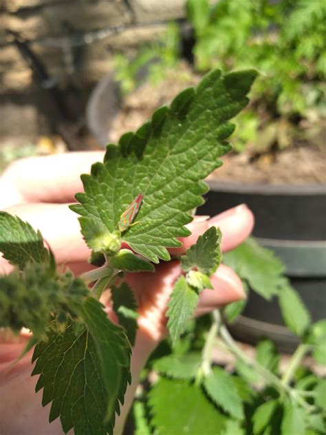 Seen In Southern Ontario R Whatsthisbug