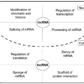 The Long Non Coding RNA LncRNA Functions In The Nucleus And The
