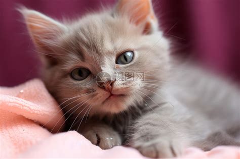 可爱小猫高清图片下载 正版图片600425079 摄图网