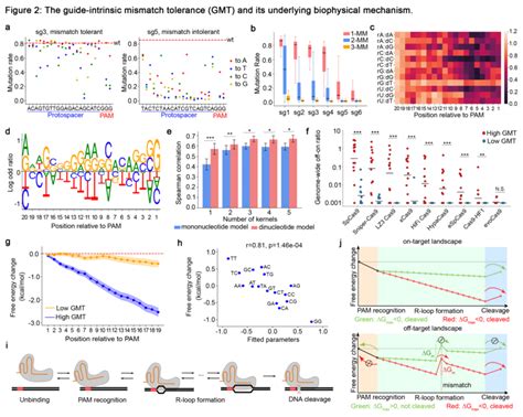 The Guide Intrinsic Mismatch Tolerance GMT And Its Underlying Download Scientific Diagram