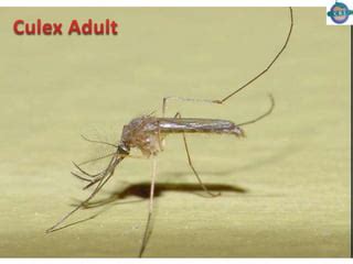 Difference Between Major Mosquito Species Anophele Culex And Aedes Sp