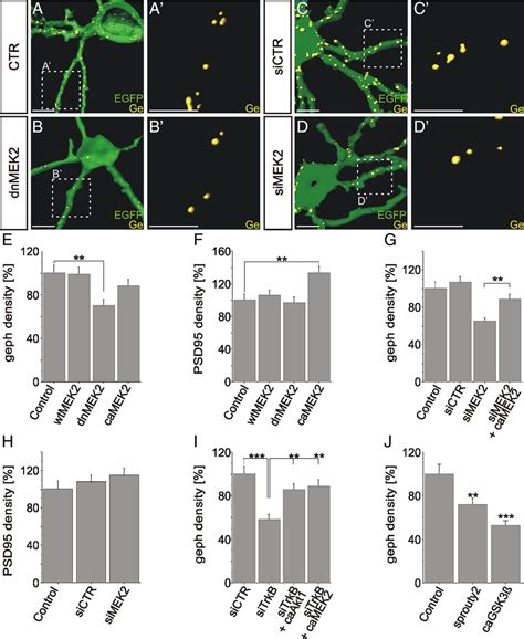 A Comprehensive Small Interfering Rna Screen Identifies Signaling Pathways Required For Gephyrin