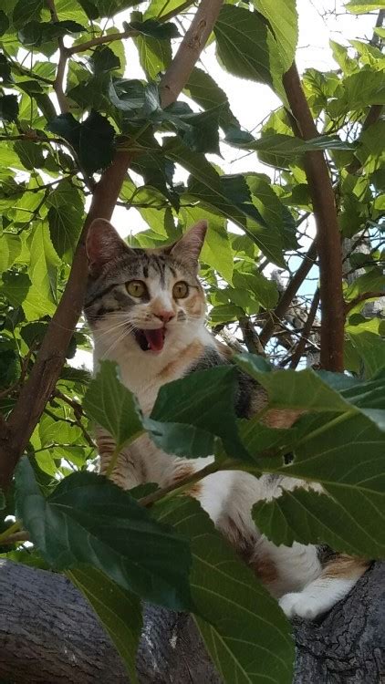This Was Mollys First Time Outside Tumbex This Was Mollys First Time Outside Tumbex