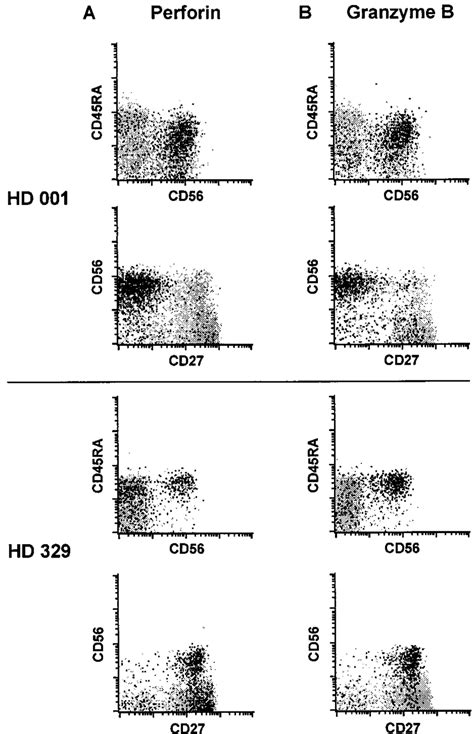 Intracellular Content Of Perforin And Granzyme B In Cd8 T Cell Subsets