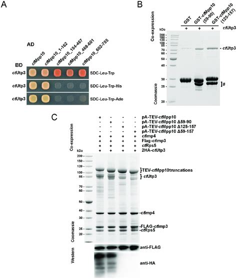 Two Hydrophobic Patches Within The N Terminal Region Mediate The Direct