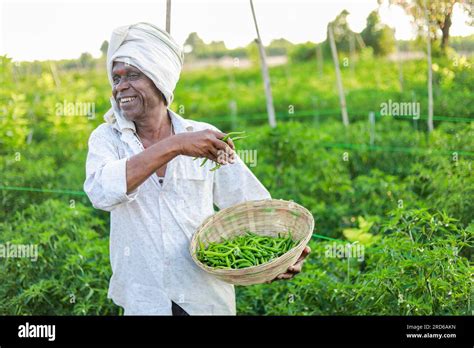 Farmer Holding Green Chilli Basket In Hands Harvesting Chilli Stock