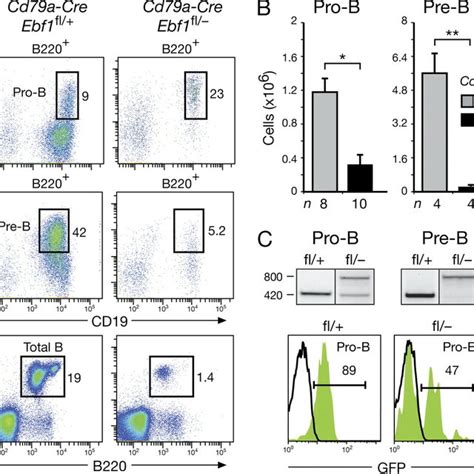 Nonredundant Functions Of Ebf1 And Pax5 In Early B Cell Development