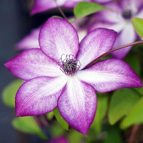 Clematis Astra Nova Zo09085 Superior Quality Climbers