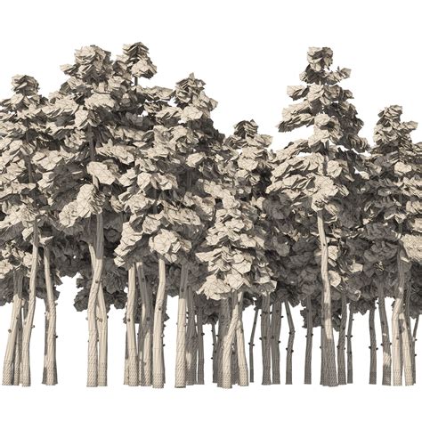 Artstation Evergreen Conifer Douglas Forest Tree Resources