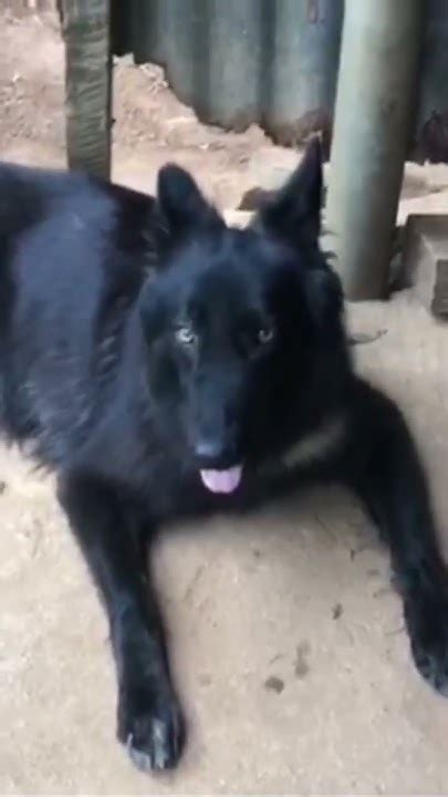 🥹🥹සෙනෙහස ඔබයි Youtube