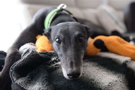 Ruby Scooby Doo Where Are You Living The Life Of Luxury Cobram Courier