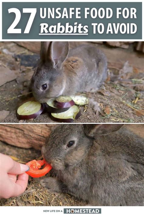 27 Unsafe Foods That Rabbits Shouldnt Eat Rabbit Food Meat Rabbits