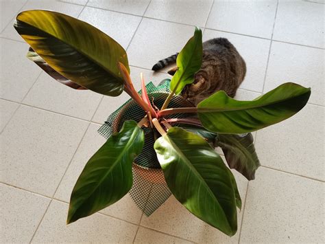 Plantas De Interior Duraderas