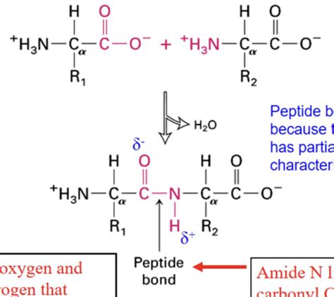 Cell Biology Chapter 3 Flashcards Quizlet