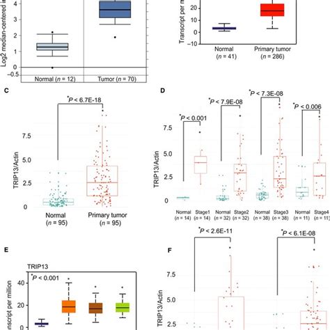 Trip13 Protein Expression In Crcs Immunoblot Analysis For Trip13