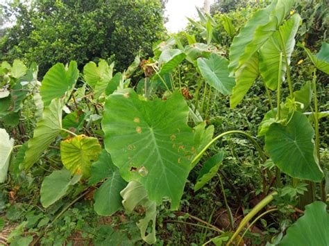 जानिए कच्छेर भोंगा साग को किस प्रकार बनाते हैं छत्तीसगढ़ के आदिवासी
