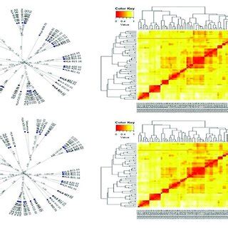 Cluster Analysis Representing The Functional Relationships Between Download Scientific