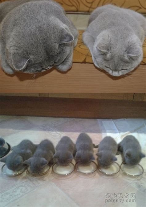 30张猫妈妈和小猫咪在一起的照片 当妈真的不容易 第2页 宠物天空网