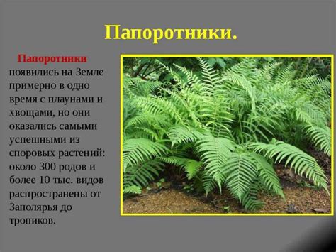Папоротники Виды презентация онлайн